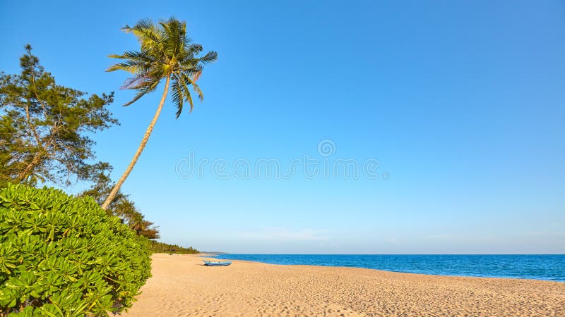 Tropical Beach with Cloudless Sky Stock Photo - Image of palm, island ...