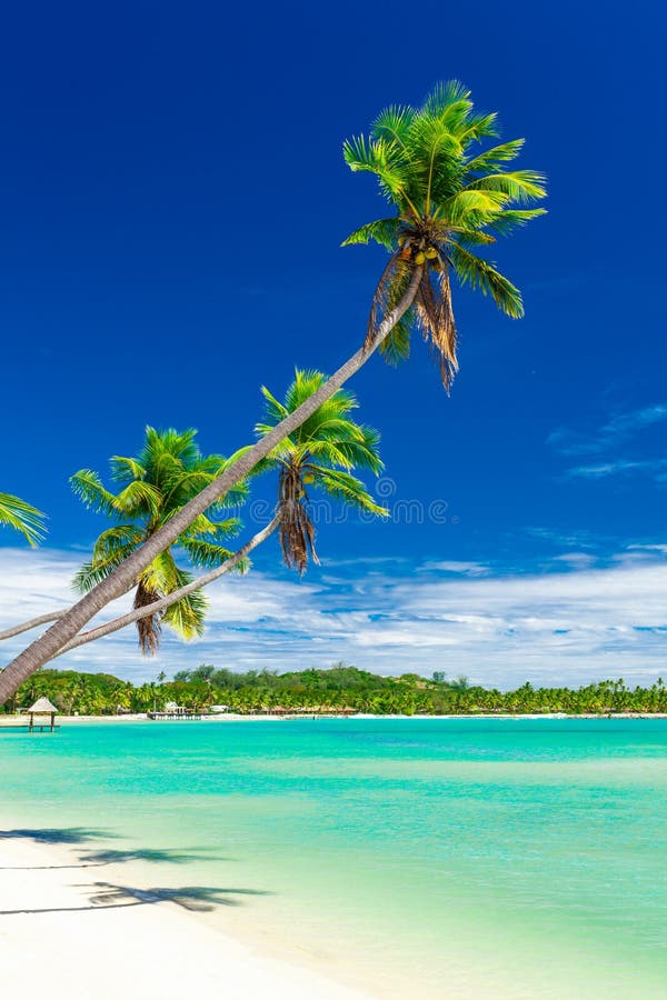 Tropical Beach With Coconut Palm Trees And Clear Lagoon Fiji Islands