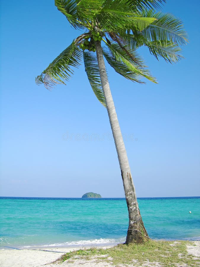 Tropical Beach with Coconut Tree Stock Image - Image of journey ...