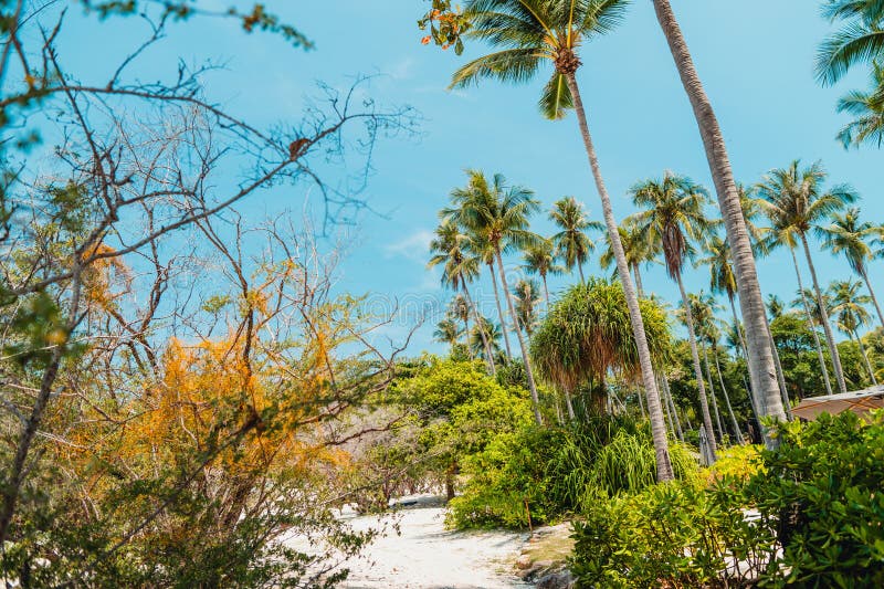 Tropical Beach and Coconut Tree at Koh Tao Stock Photo - Image of tree ...