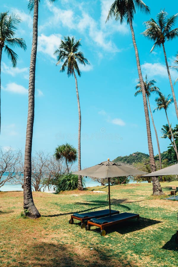Tropical Beach and Coconut Tree at Koh Tao Stock Photo - Image of ...