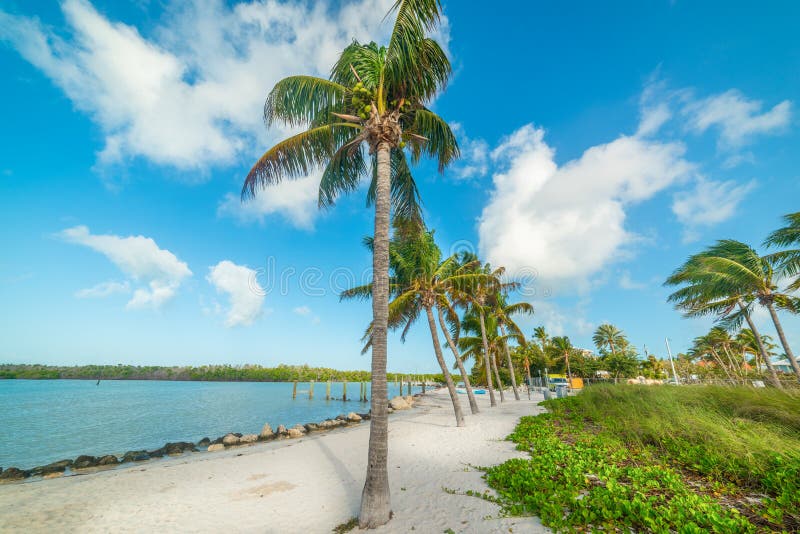 Tropical Beach in Florida Keys Stock Image - Image of ocean, coastline ...
