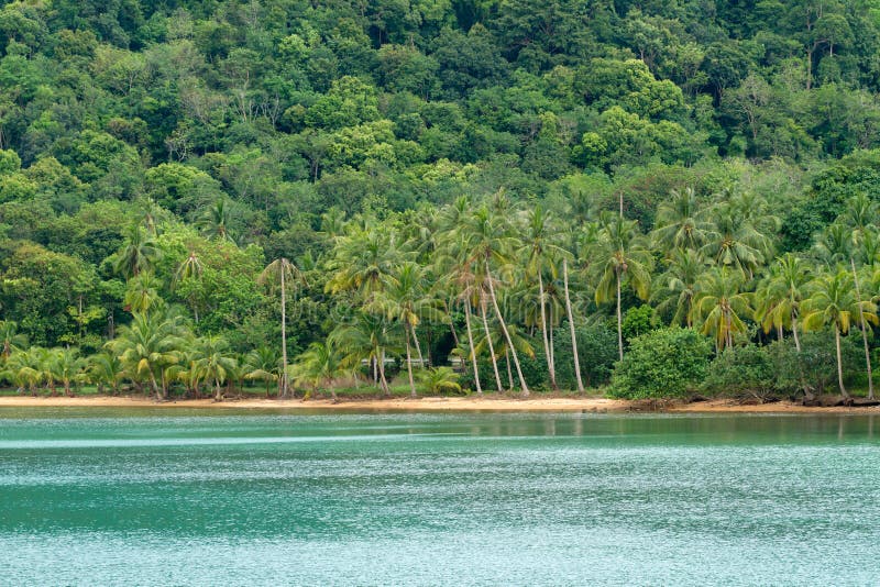Tropical beach and forest stock image. Image of shore - 19938967
