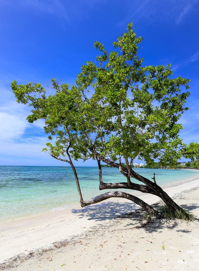 Tropical Beach with a Green Tree on the Sand Stock Image - Image of ...