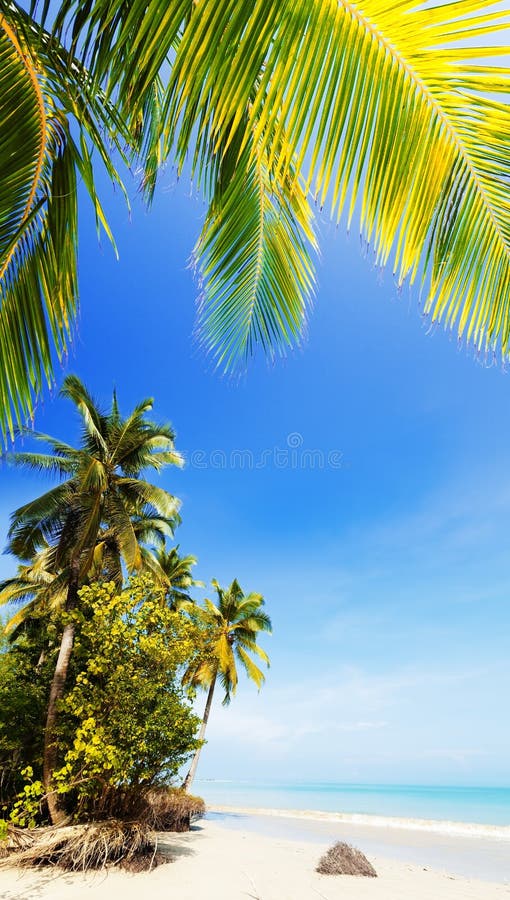 Tropical beach stock photo. Image of landscape, tranquil - 30887950