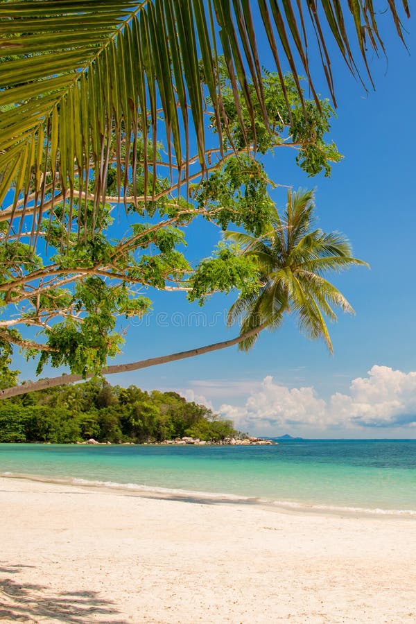 Tropical Beach Landscape with a Palm Tree Stock Image - Image of ...