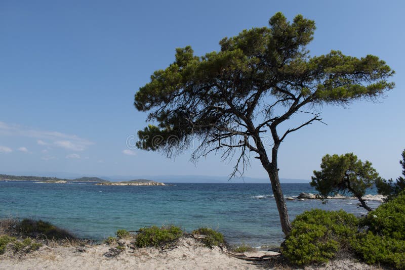 Tropical Beach Landscape with White Sand, Tree. Wallpaper, Copy Space ...