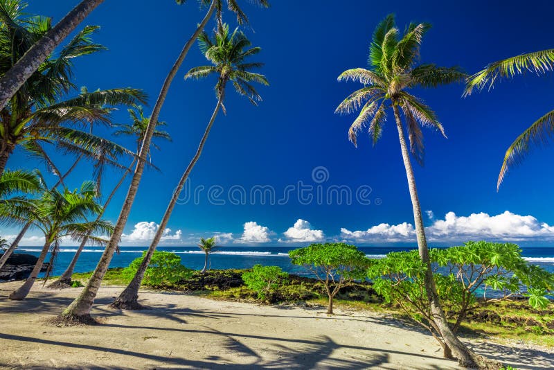 Tropical Beach and Ocean on Samoa Island with Palm Trees during Stock ...