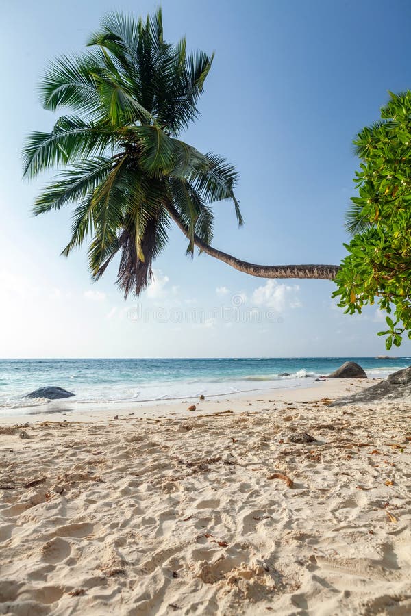 Tropical Beach with Palm Tree Stock Photo - Image of tropical, tree ...