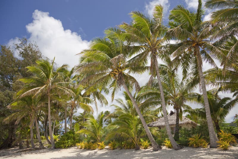 Tropical Beach with Palm Trees and Hut Stock Photo - Image of islands ...