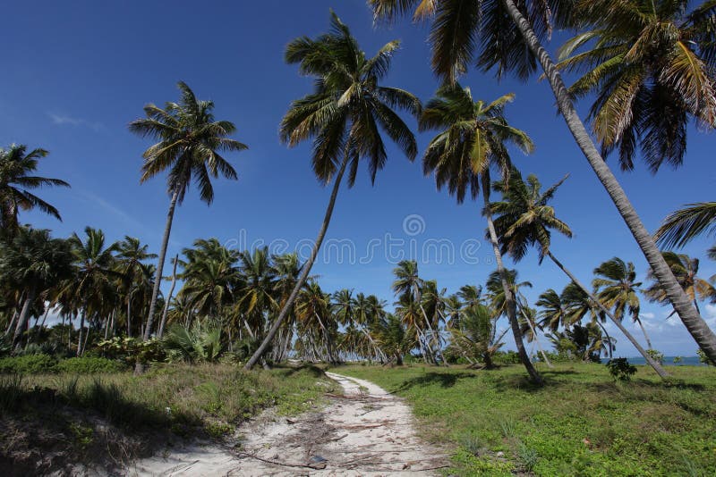 Beach path stock photo. Image of distant, tropical, beach - 6343630