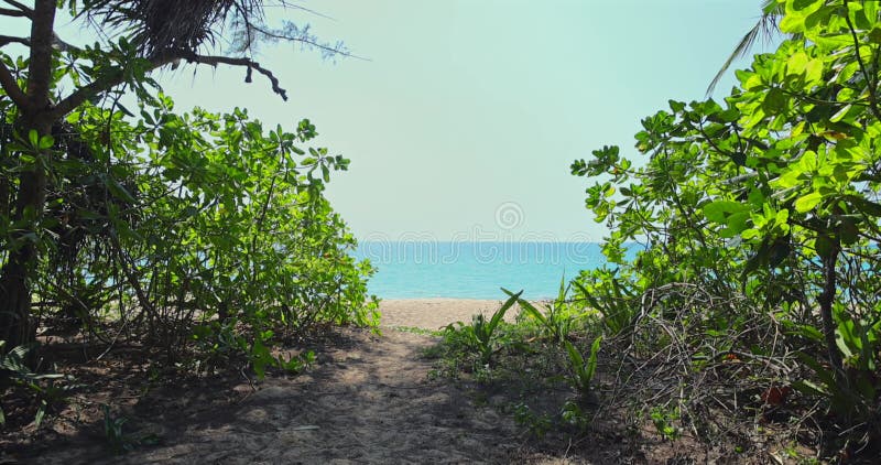 Tropical Beach Path through Lush Greenery Stock Footage - Video of ...
