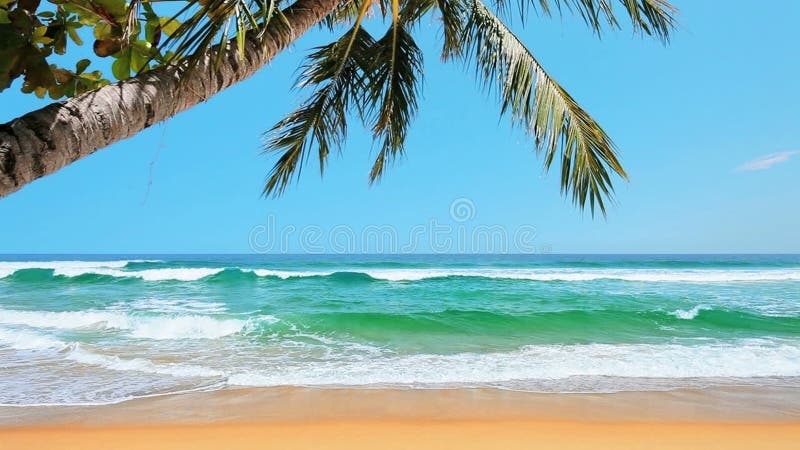 Tropical beach stock video. Video of palm, shore, nature - 35839315