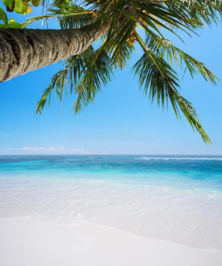 Tropical beach stock photo. Image of tropical, ocean - 36403108