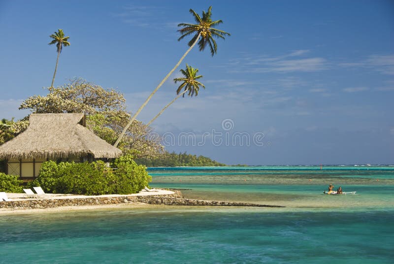 Coconut Trees Moorea South Sea Stock Image - Image of hang, sunny: 3309197