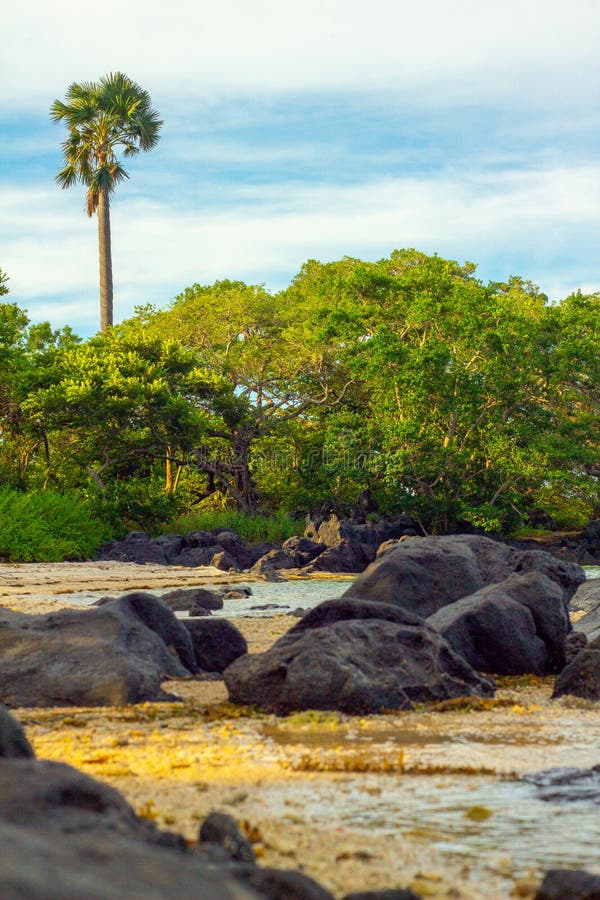 Tropical Beach with Rocks and Palm Tree - Generated Using Ai Stock ...