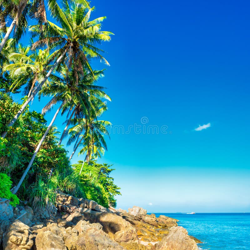 Tropical Beach with Rocks and Palm Trees Stock Image - Image of tourism ...