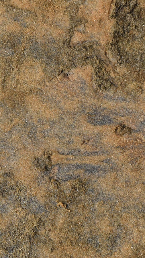 Tropical Beach Sand Black and Silt Stock Photo - Image of beach, silt ...