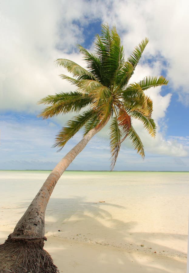 Tropical beach scene stock image. Image of beach, tree - 514949