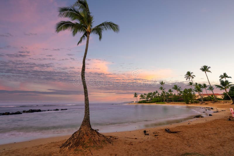 Tropical Beach Scene with Palm Trees in Hawaii. Stock Photo - Image of ...