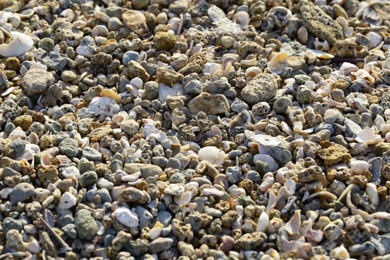 Seashells on the Beach Floor. Stock Photo - Image of ideas, designs ...