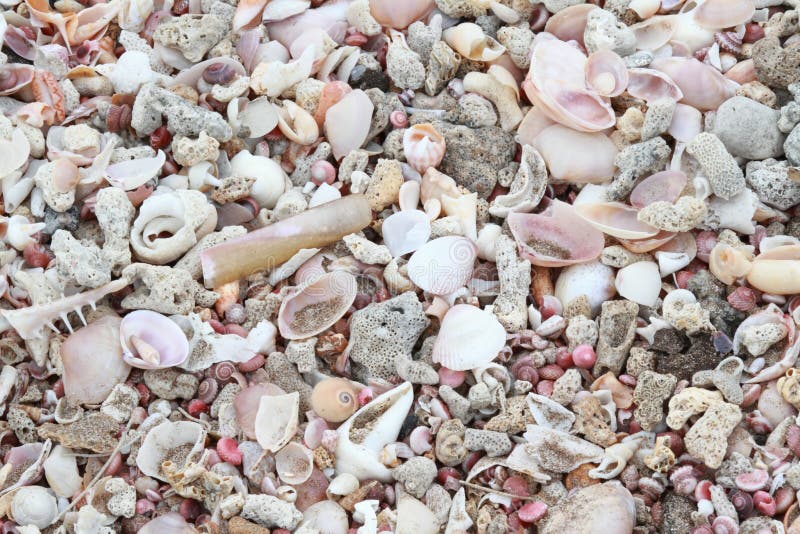 Tropical Beach with Seashells and Coral Pieces Stock Image - Image of ...