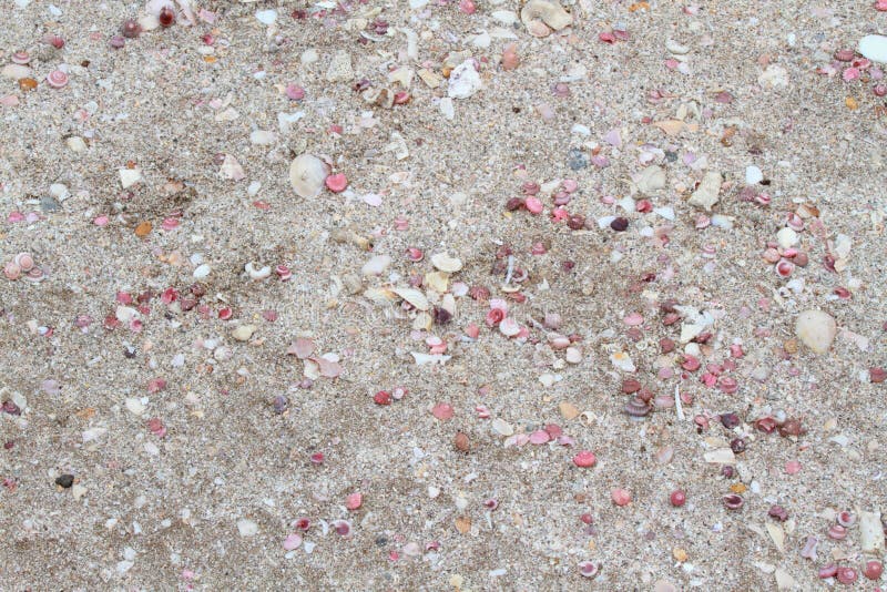 Tropical Beach with Seashells and Coral Pieces Stock Photo - Image of ...