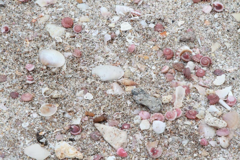 Tropical Beach with Seashells and Coral Pieces Stock Photo - Image of ...