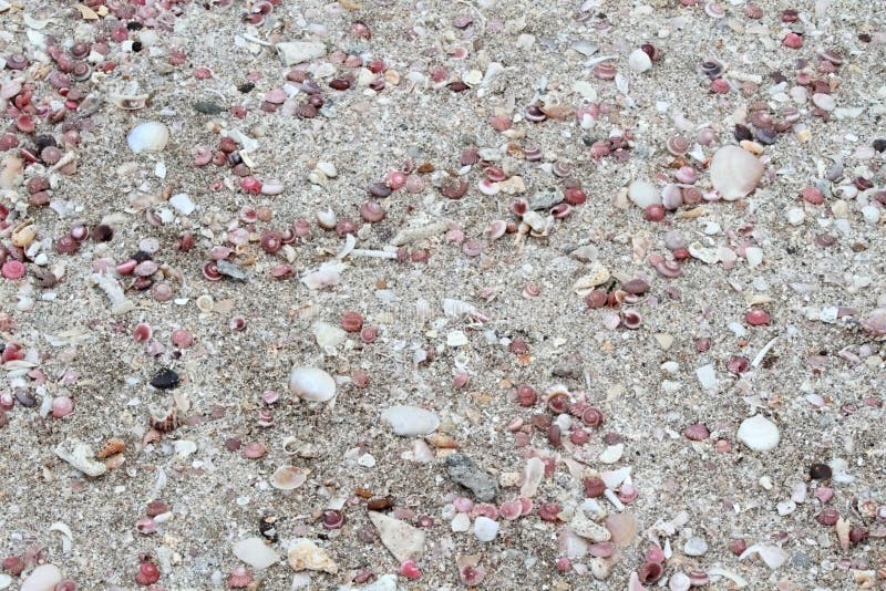 Tropical Beach with Seashells and Coral Pieces Stock Photo - Image of ...