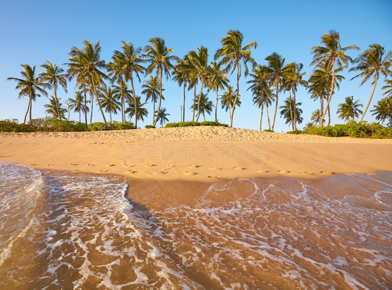 Tropical Beach Seen from the Water at Sunset Stock Photo - Image of ...