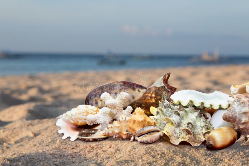 Tropical Beach Shells stock image. Image of beach, exotic - 69645515