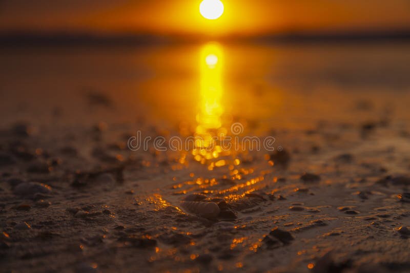 Tropical Beach with Shells at Sunset Stock Photo - Image of shell ...