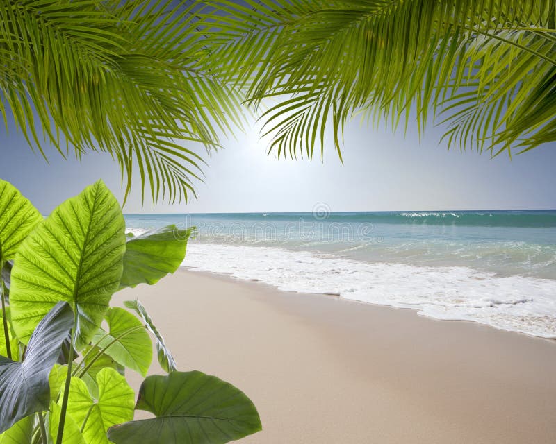 Tropical Beach with Some Palms Stock Image - Image of bliss, resort ...