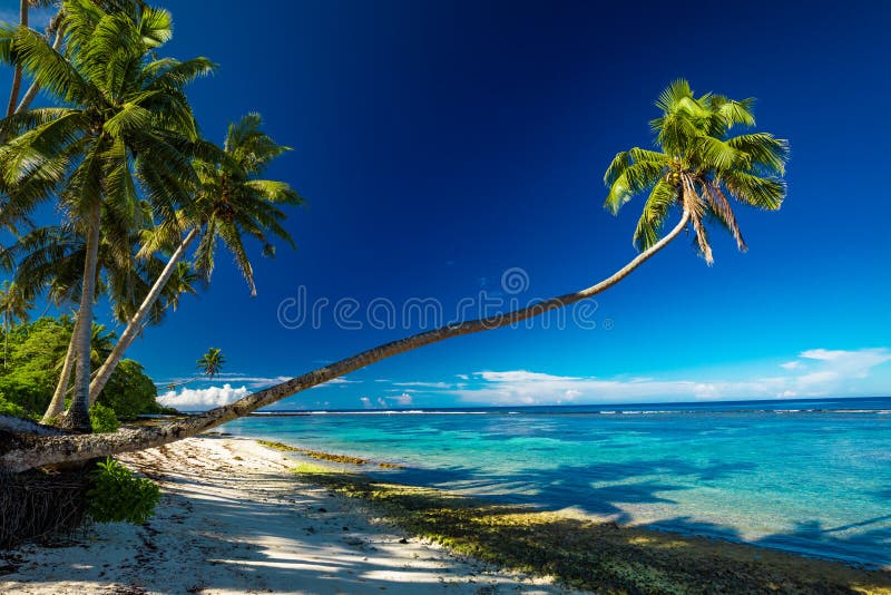 Tropical Beach on South Side of Samoa Island with Coconut Palm Trees ...