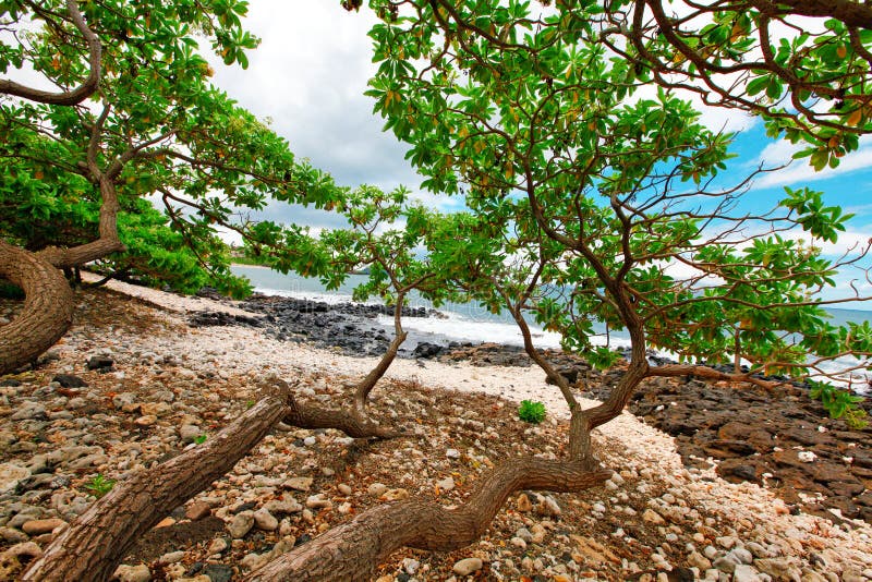 Tropical Beach with Tree Brenches Over Rocks. Maui. Hawaii. Stock Photo ...