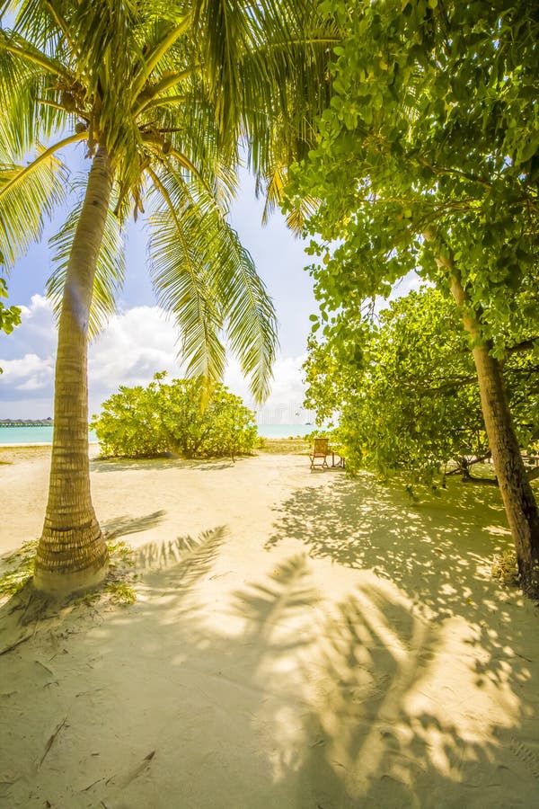 Tropical beach with trees stock photo. Image of branch - 27336482