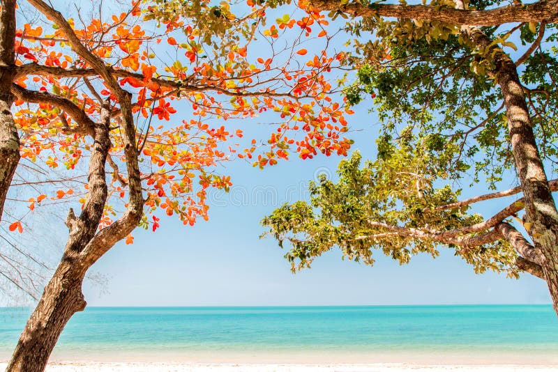 Tropical Beach and Trees Change Leaf Color in Summer Stock Image ...