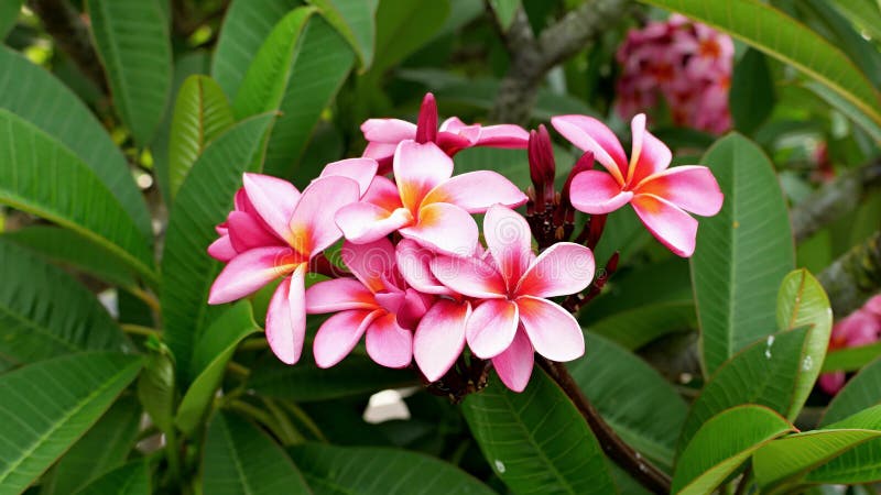 Tropical beautiful flower stock image. Image of mauritius - 135145139