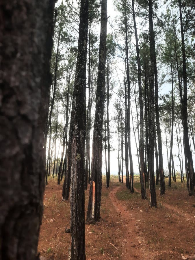 Tropical Beautiful Pine Trees in the Afternoon Stock Image - Image of ...