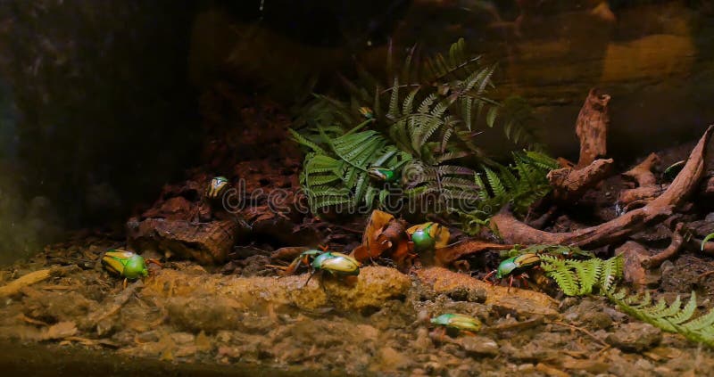 Tropical Beetles Walk in Nature. Stock Image - Image of animals, green ...
