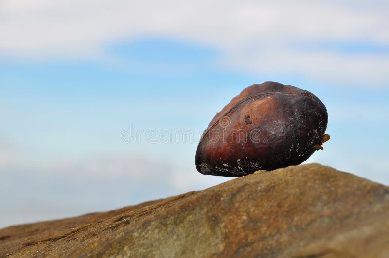 Tropical Beginning Palm Tree Seed Stock Photo - Image of seed, ideas ...