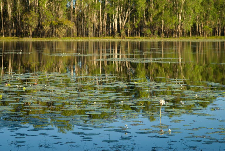 Tropical Billabong stock image. Image of water, trees - 28855827