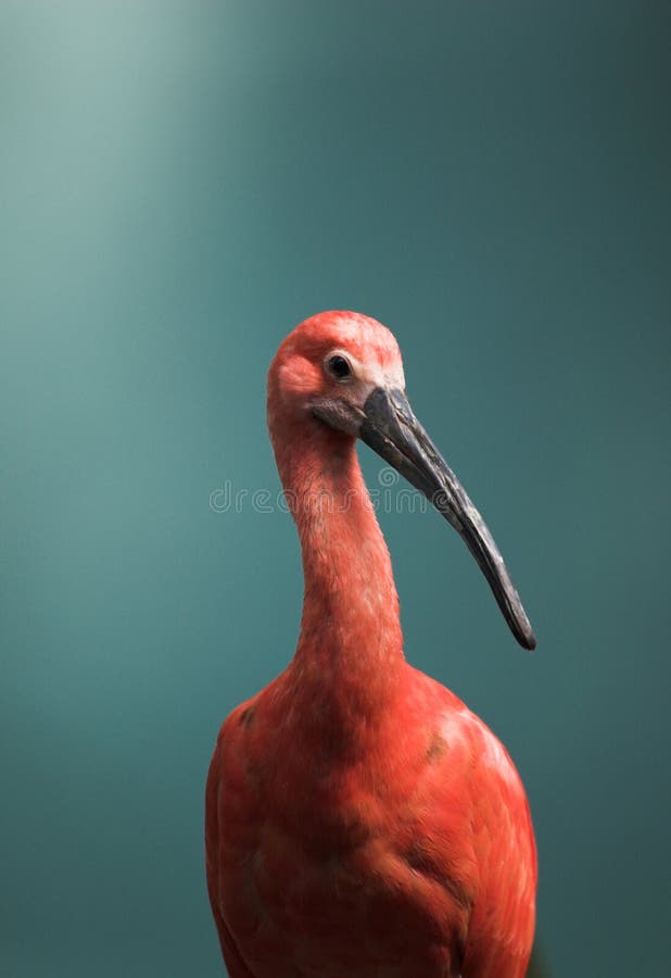 Big Tropical Bird, Australian Weed Chicken. Australian Brushturkey ...