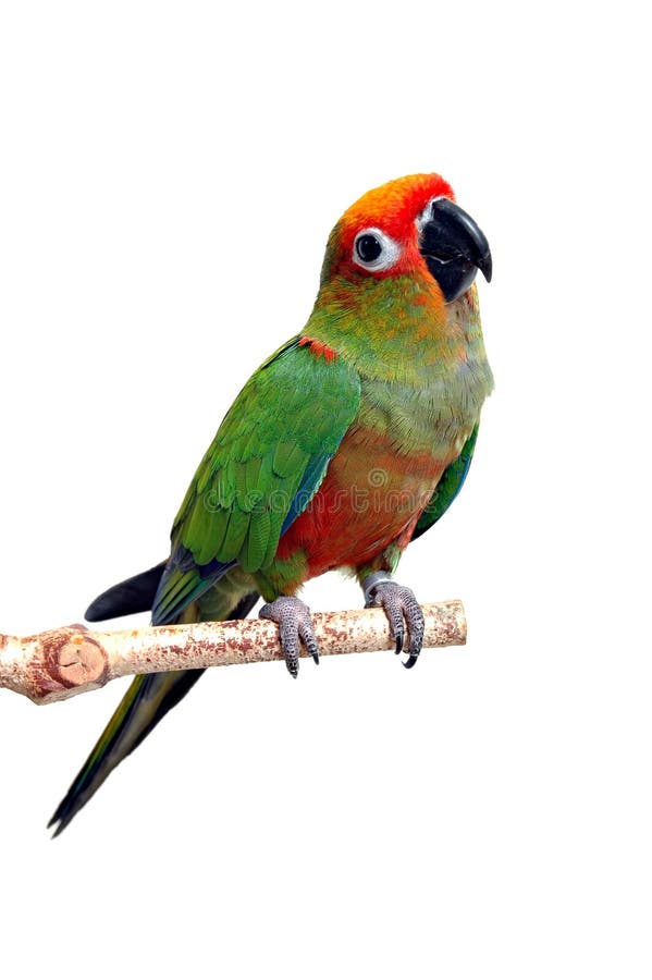 Tropical Bird stock image. Image of bird, capped, conure - 1341241