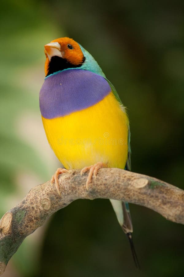 Tropical bird stock photo. Image of cute, natural, summer - 15573660