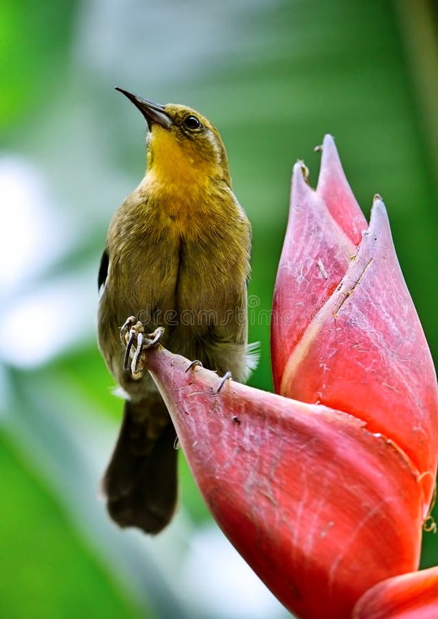 Tropical bird stock image. Image of tropical, ardeidae - 12166649
