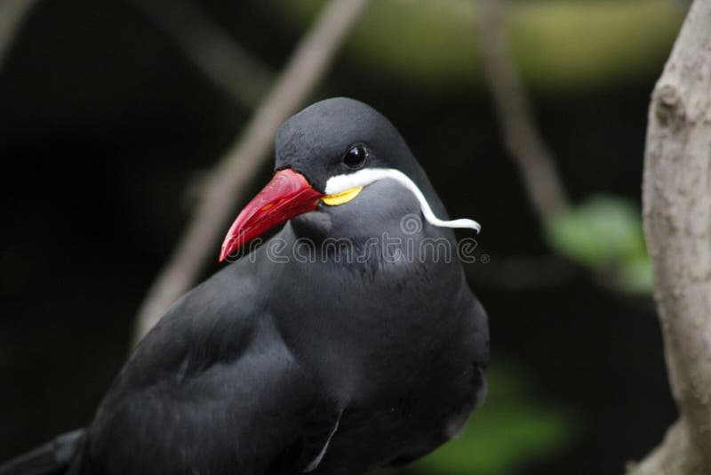 Tropical bird stock photo. Image of fauna, safari, destination - 39431080