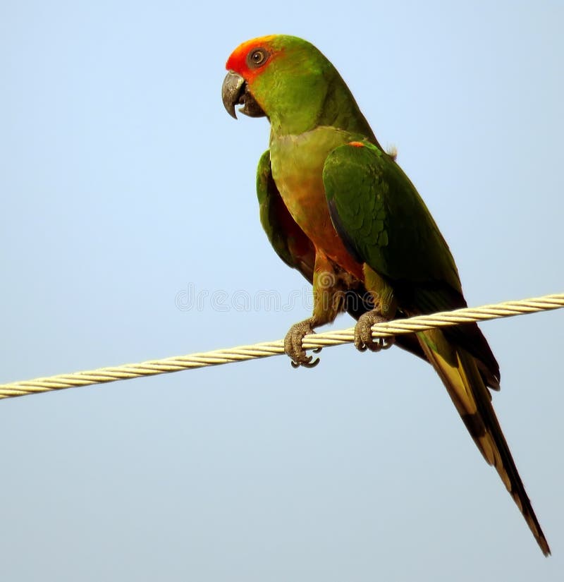 Tropical Bird. Eupsittula Aurea Stock Image - Image of peachfronted ...