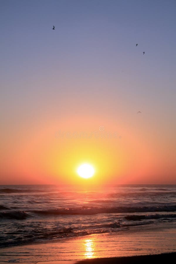 Tropical Bird Flying Over Pacific Ocean in Golden Sunset Stock Photo ...