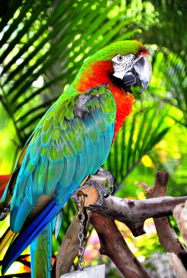 Tropical Bird stock photo. Image of mammal, palm, macaw - 59694004